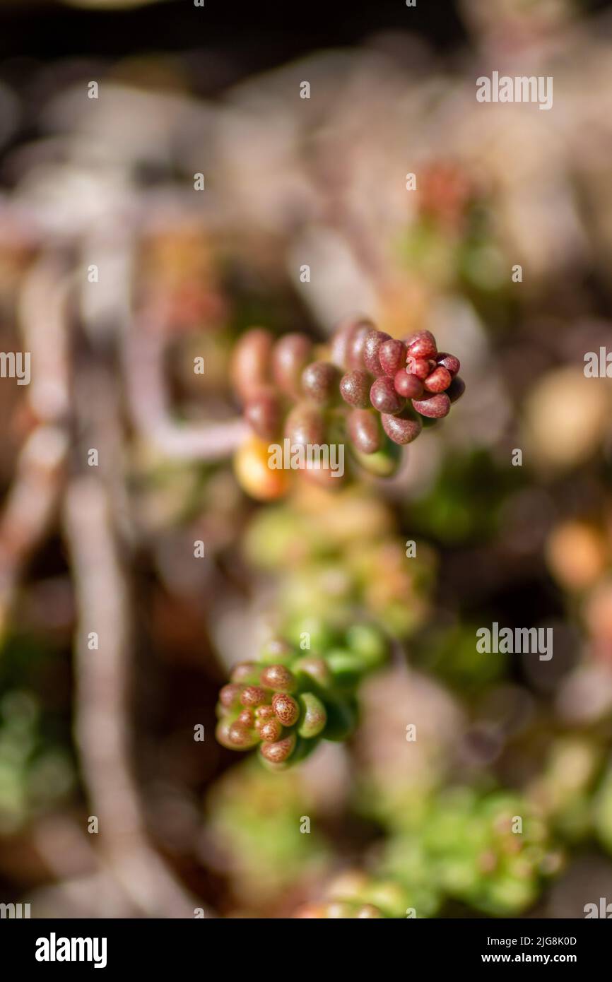 Succulents of Powell Botanical Gardens, Kingsville, Missouri Stock ...