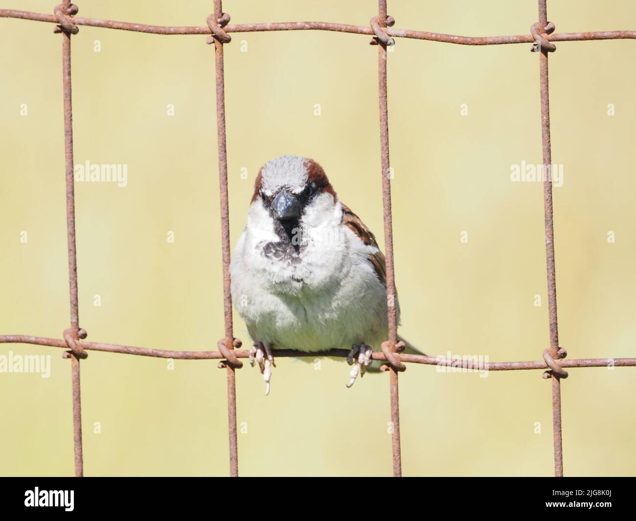House Sparrow sitting on fence, Lafayette Indiana. Selective focus used ...