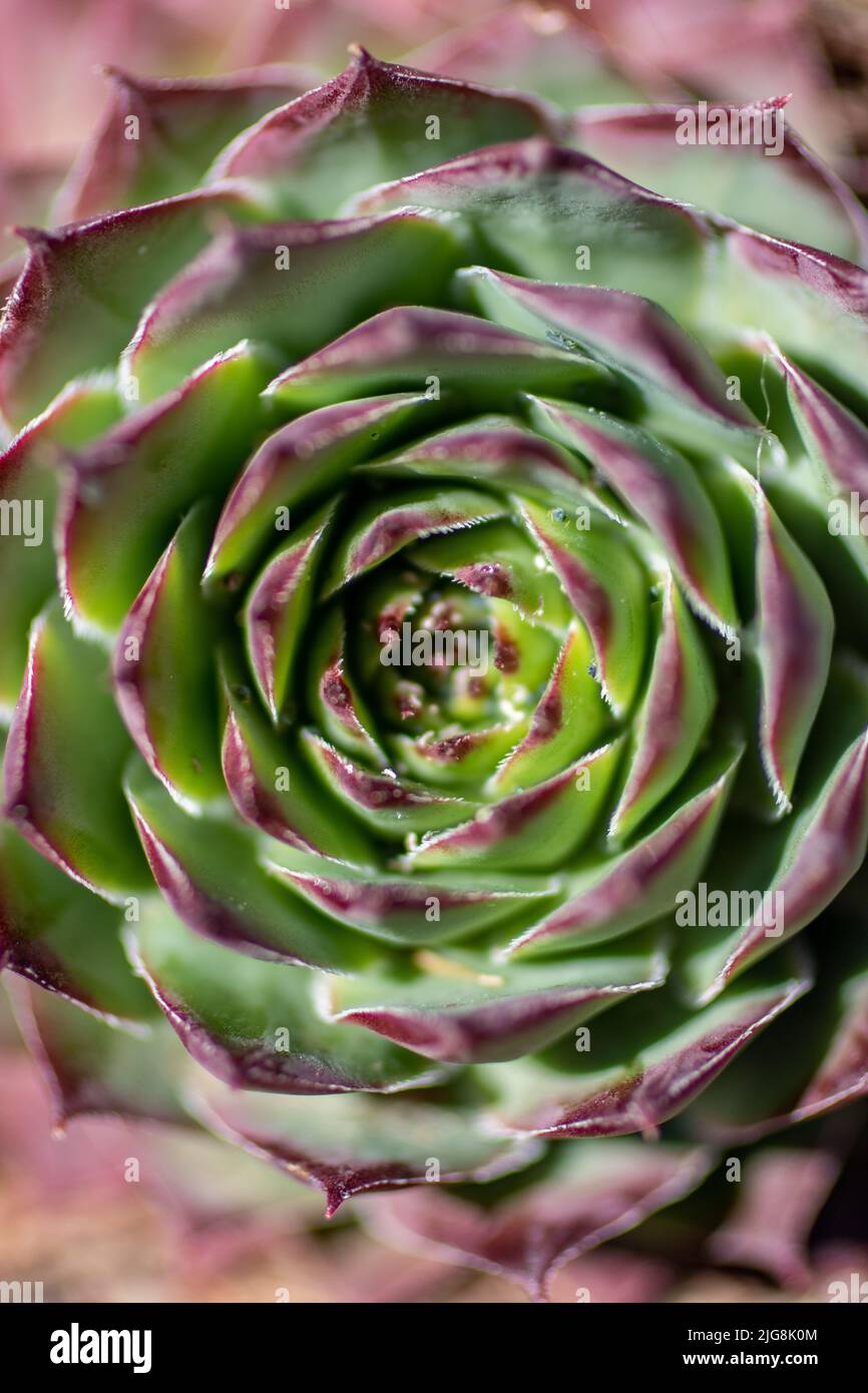 Succulents of Powell Botanical Gardens, Kingsville, Missouri Stock ...