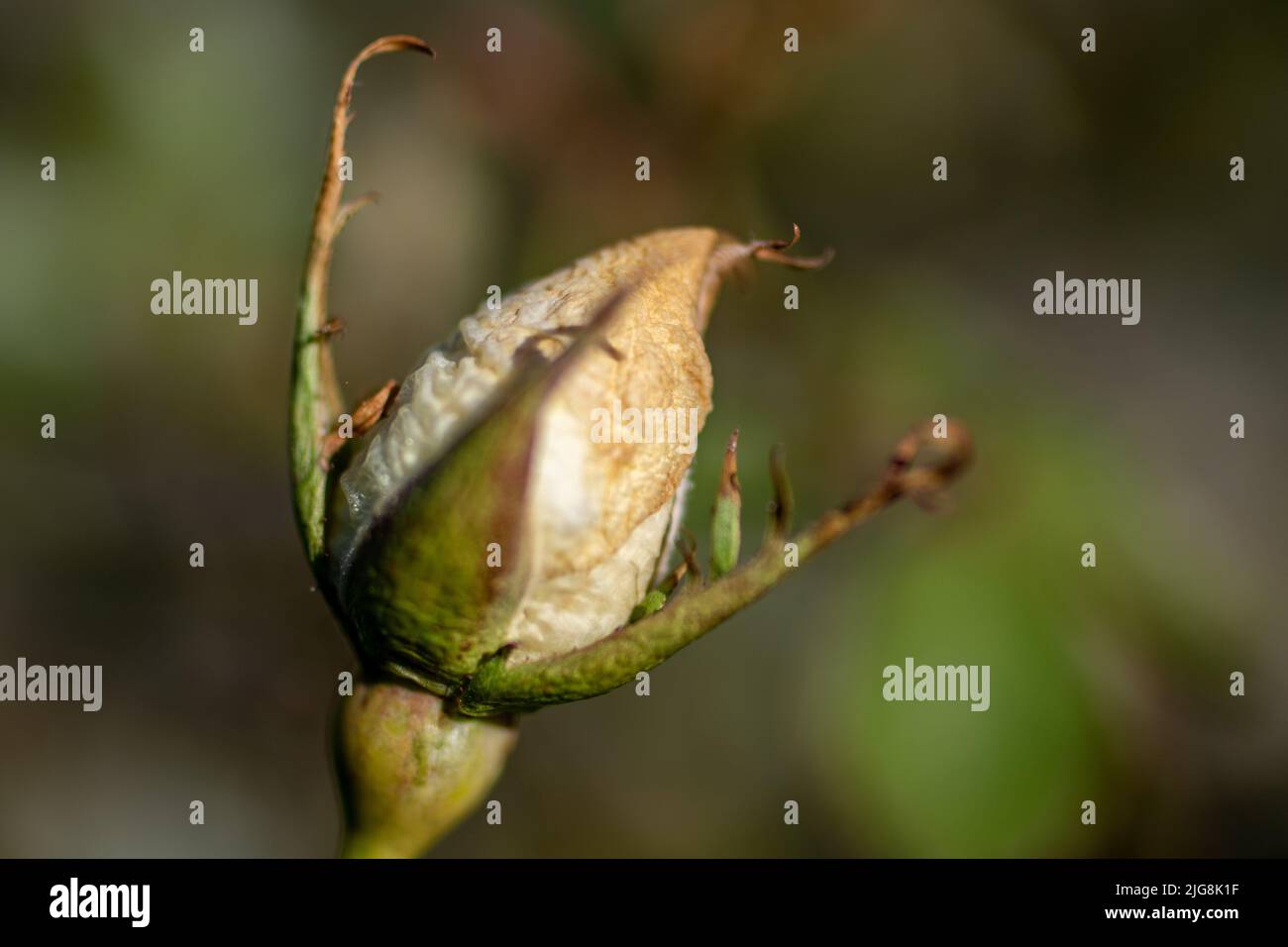 Plants of Powell Botanical Gardens, Kingsville, Missouri Stock Photo ...