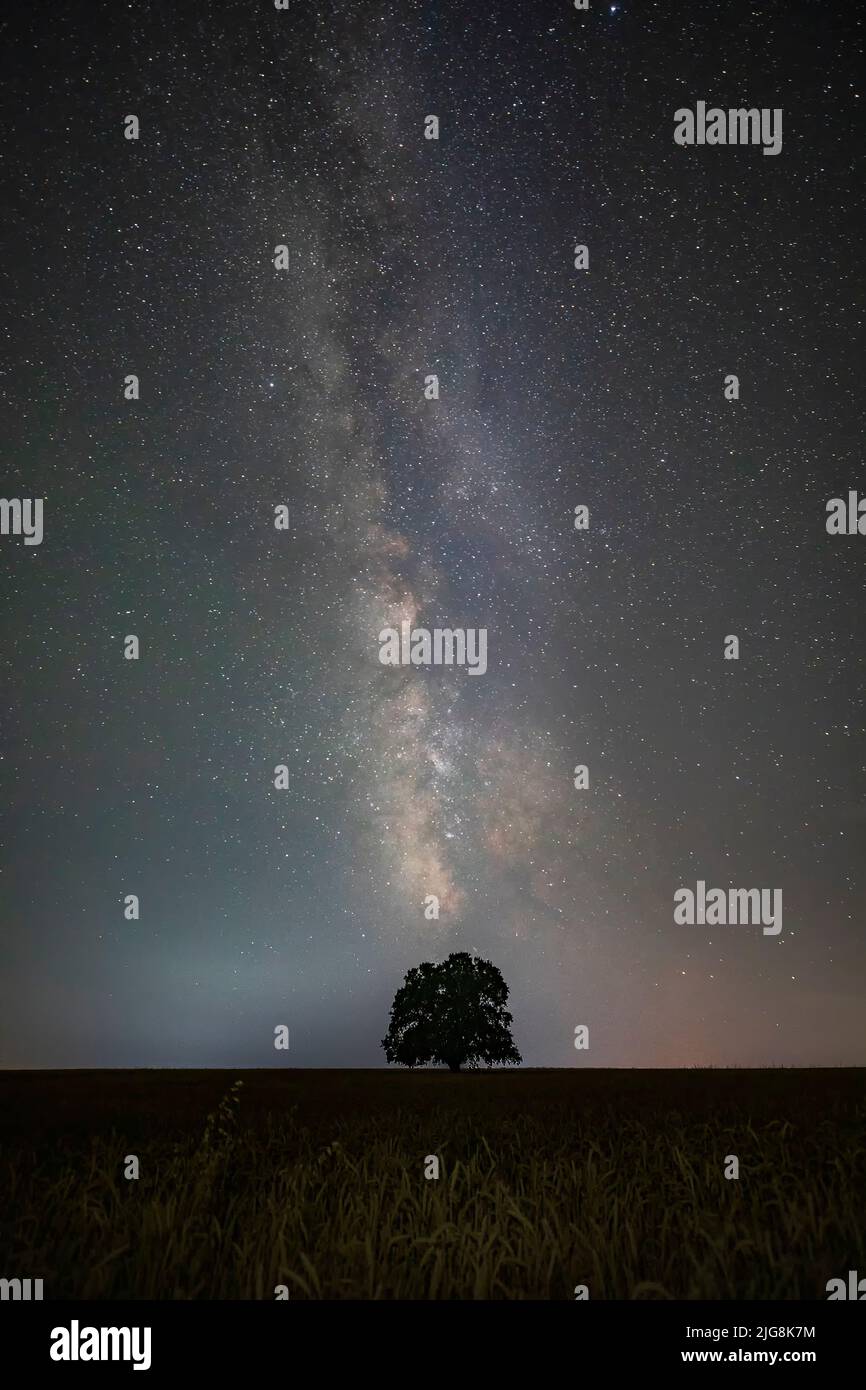 Milky way and lonely oak in the field Stock Photo - Alamy