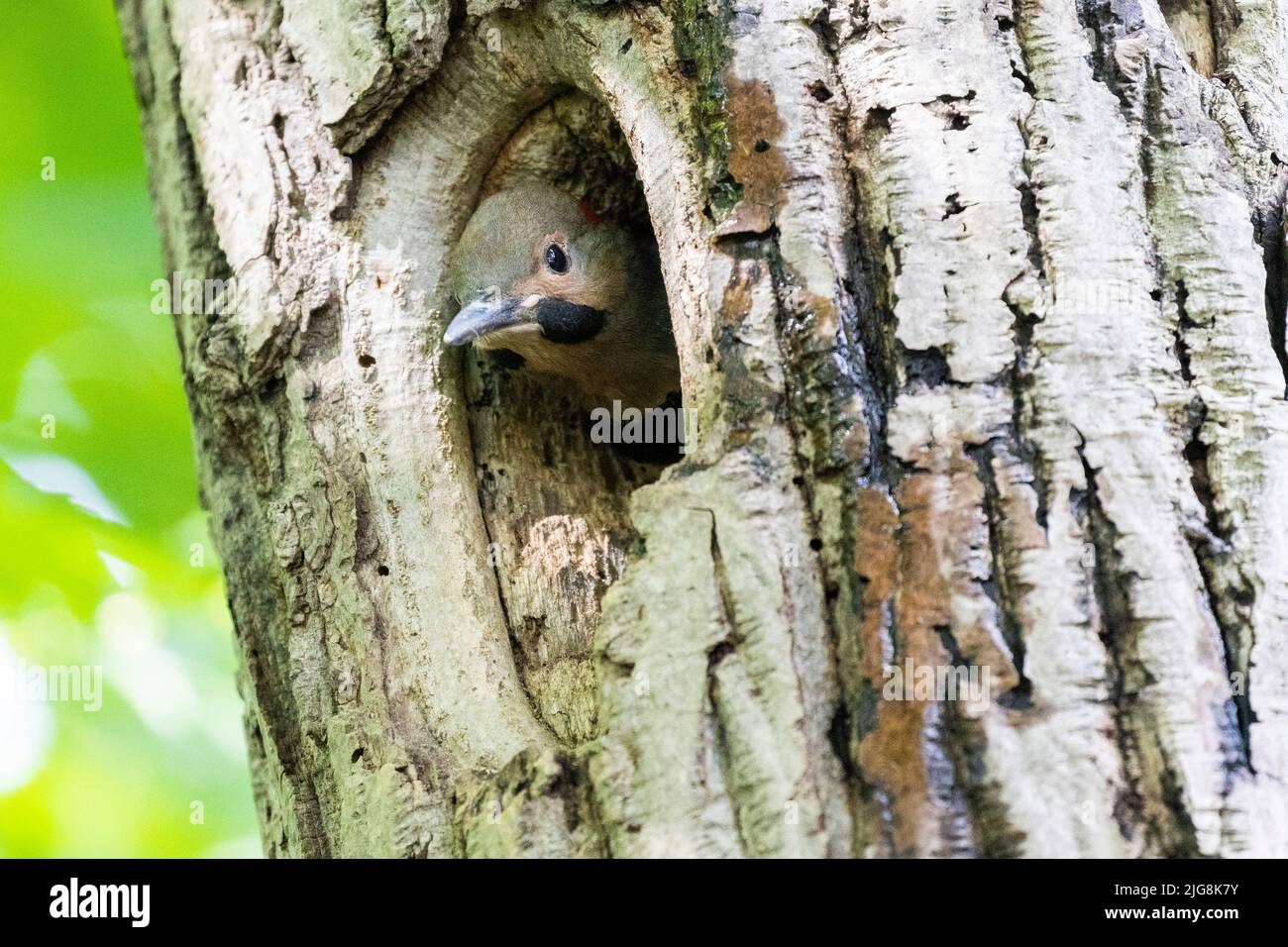 Baby northern flicker (Colaptes auratus) at nest Stock Photo - Alamy