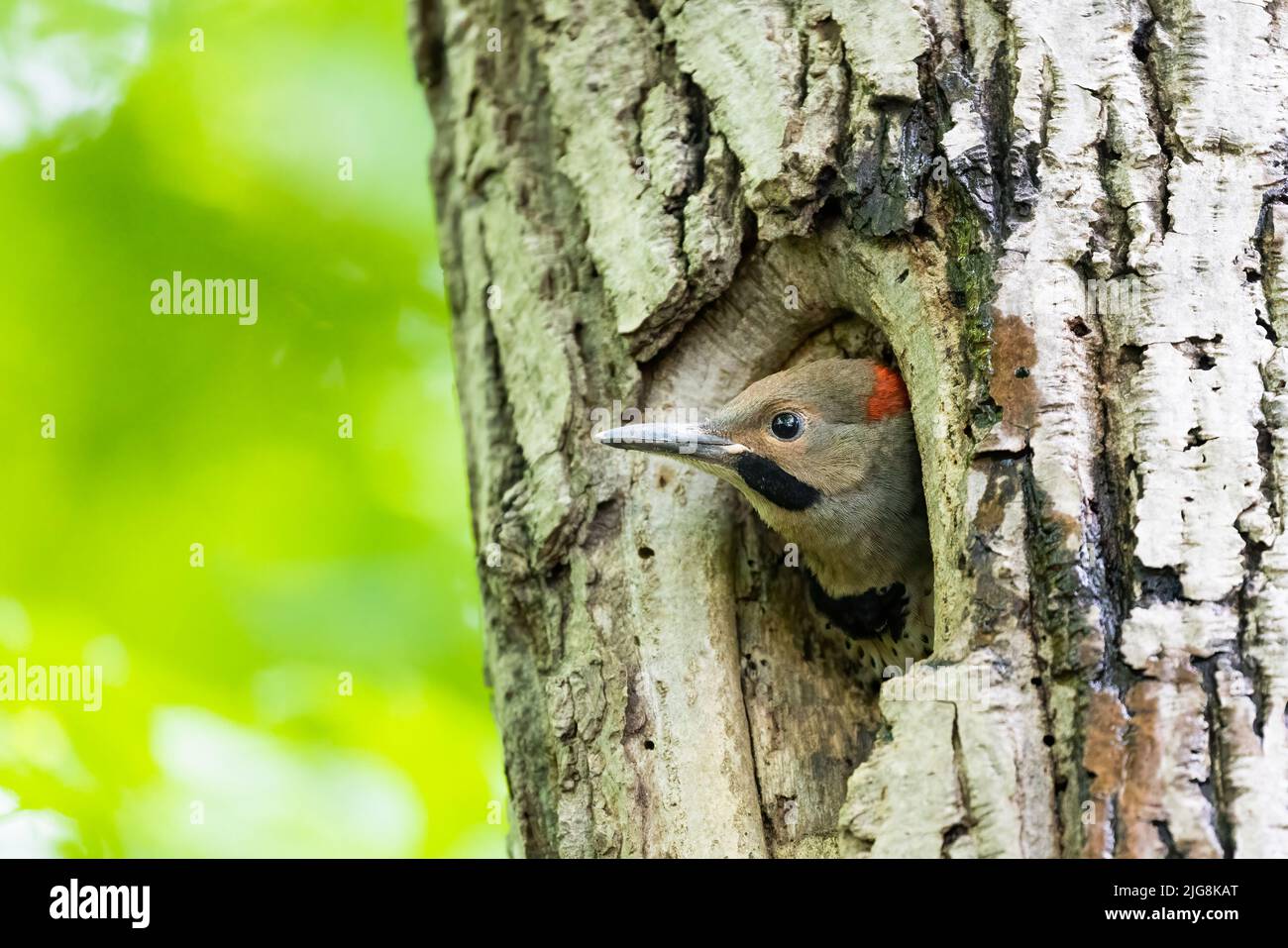 Baby northern flicker (Colaptes auratus) at nest Stock Photo - Alamy