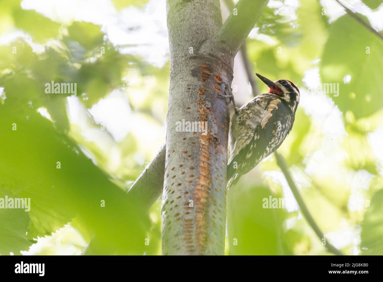 Yellow bellied sapsucker feather hi-res stock photography and images ...