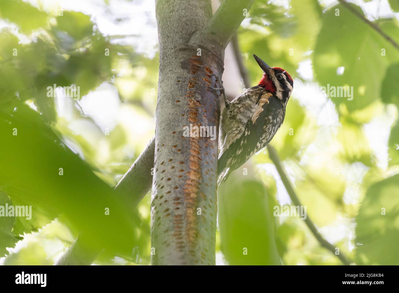 Yellow bellied sapsucker feather hi-res stock photography and images ...