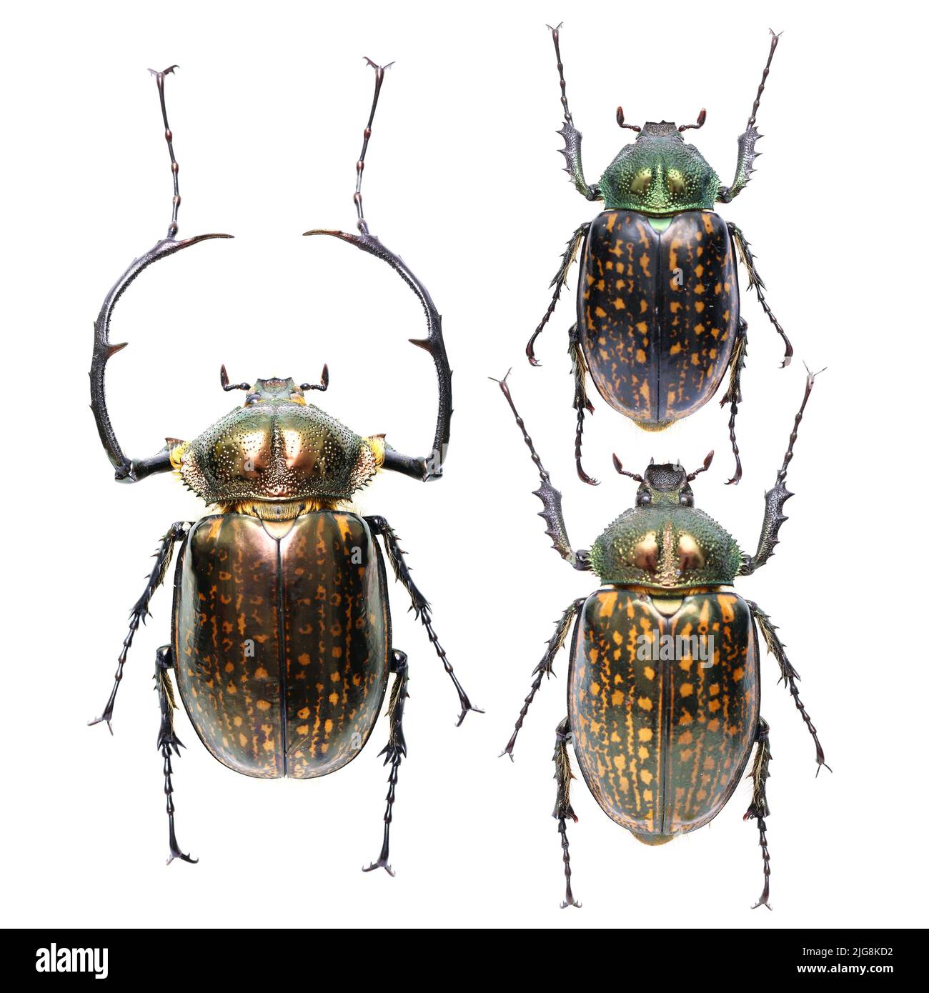 Huge and rare long-armed scarab in China Stock Photo - Alamy