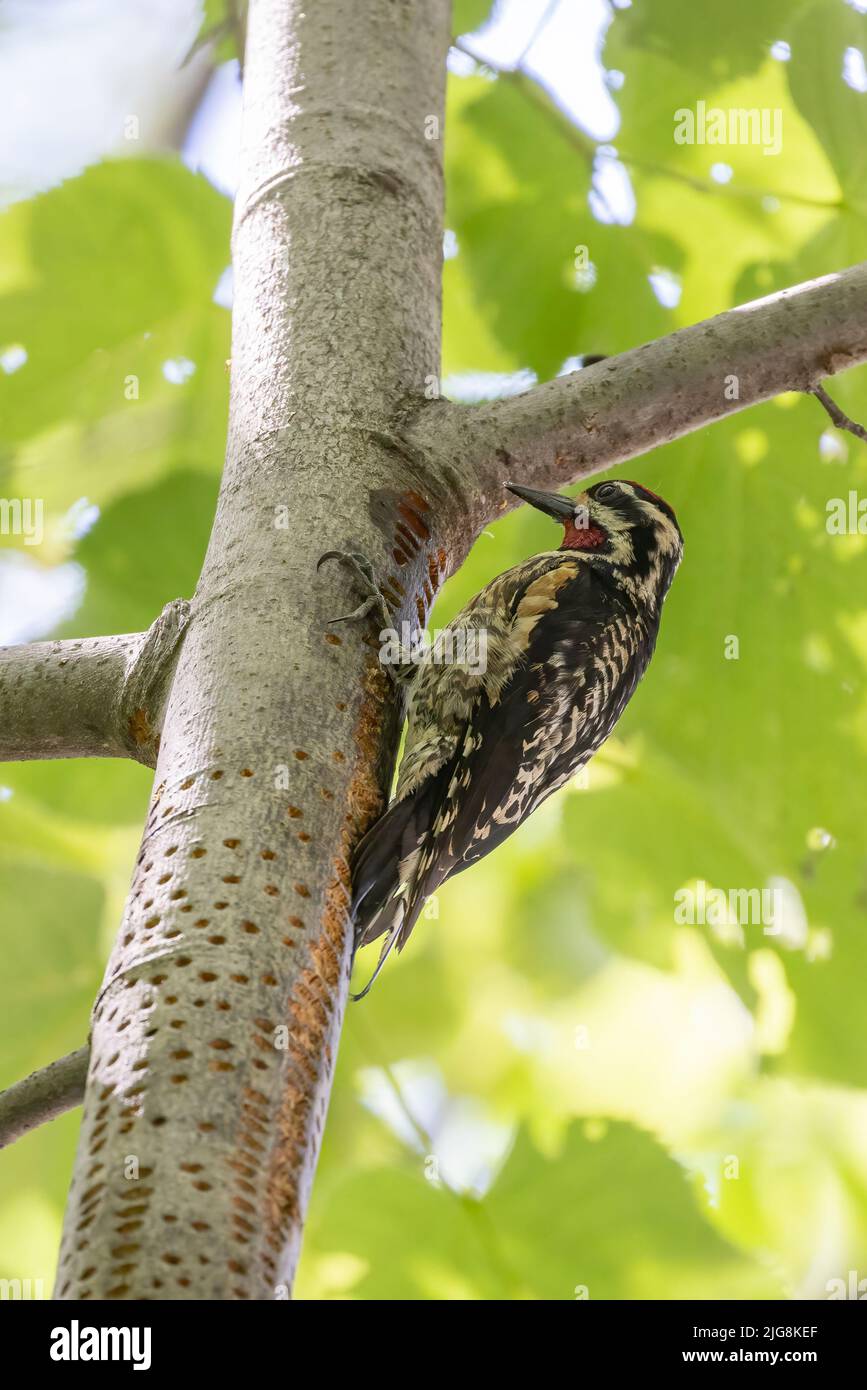 Male Yellow-bellied sapsucker (Sphyrapicus varius) in summer Stock ...