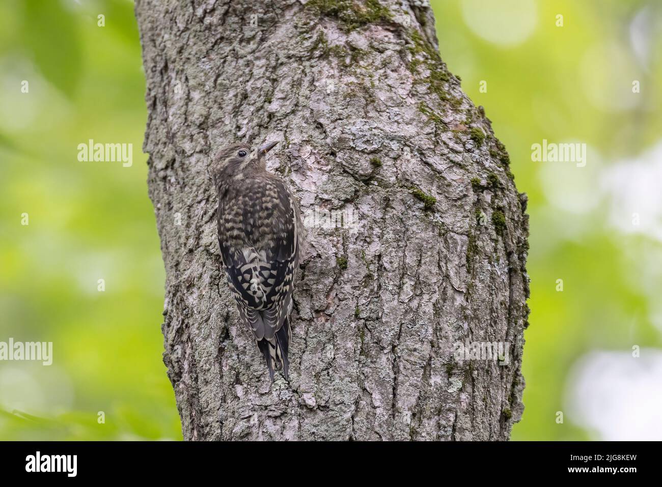 Baby Yellow-bellied sapsucker (Sphyrapicus varius) in summer Stock ...