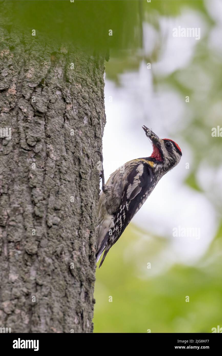 Male Yellow-bellied sapsucker (Sphyrapicus varius) in summer Stock ...