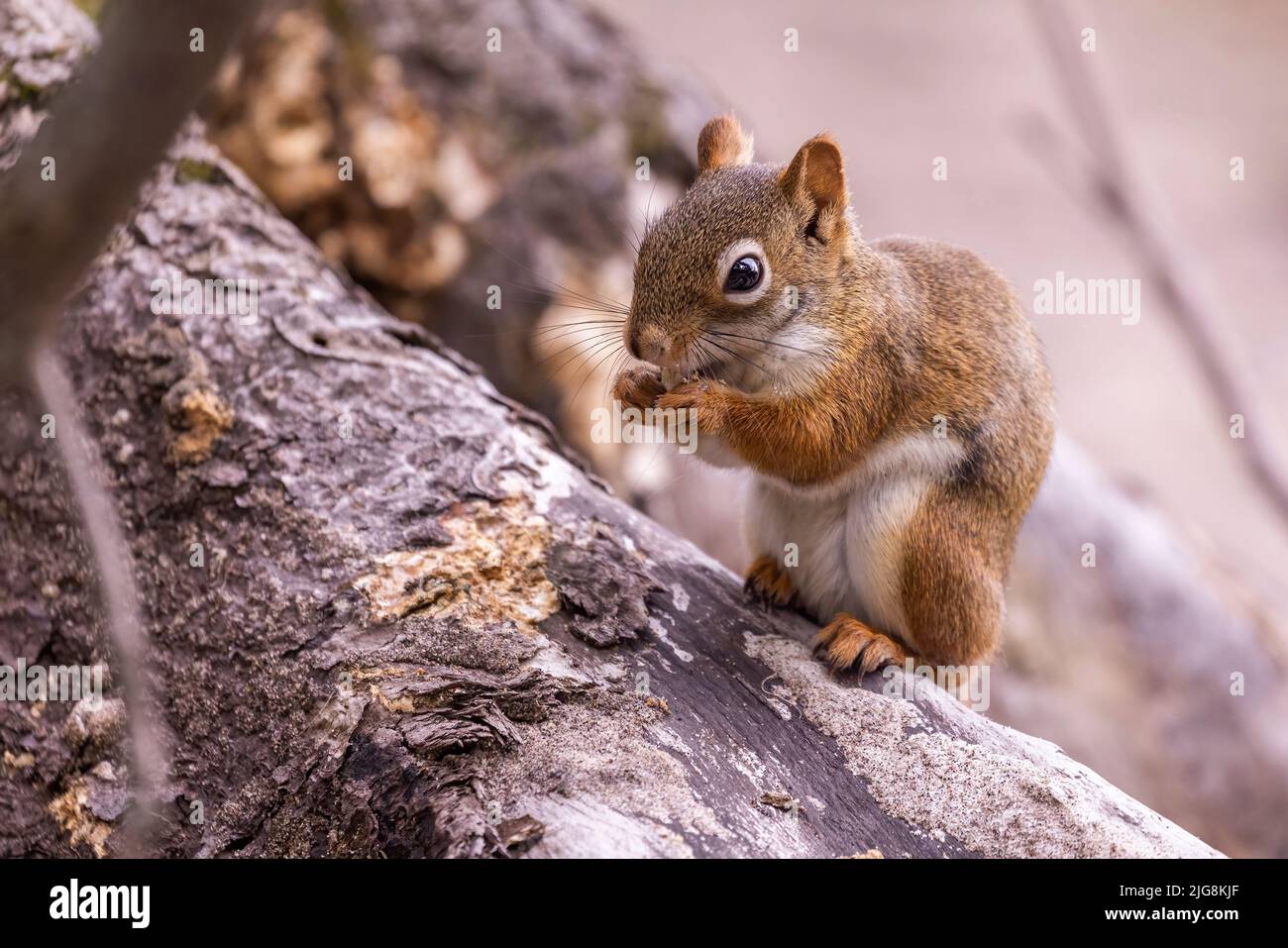 American red squirrel (Tamiasciurus hudsonicus Stock Photo - Alamy