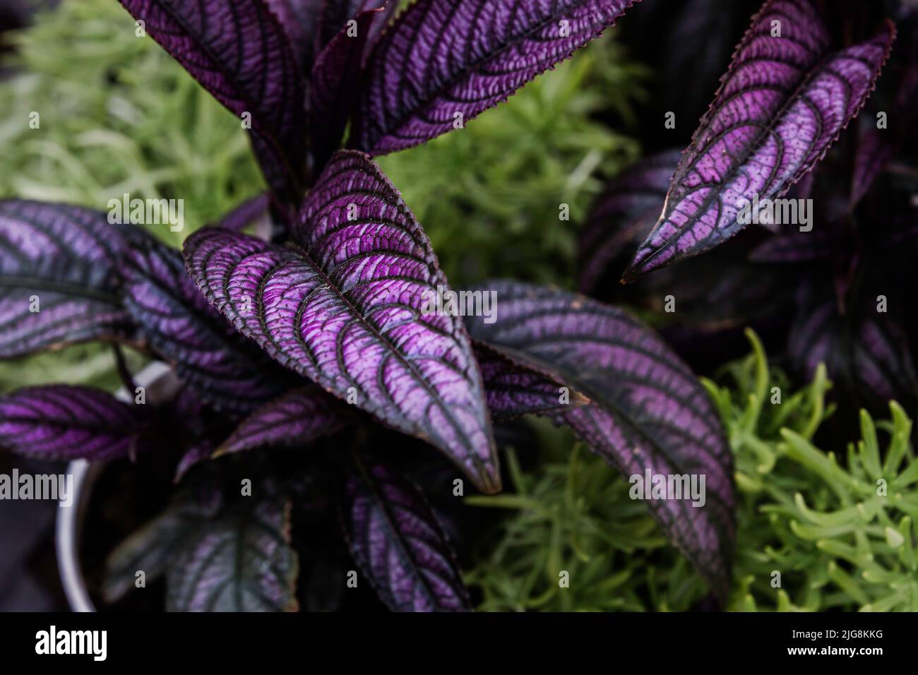 A persian shield hi-res stock photography and images - Alamy