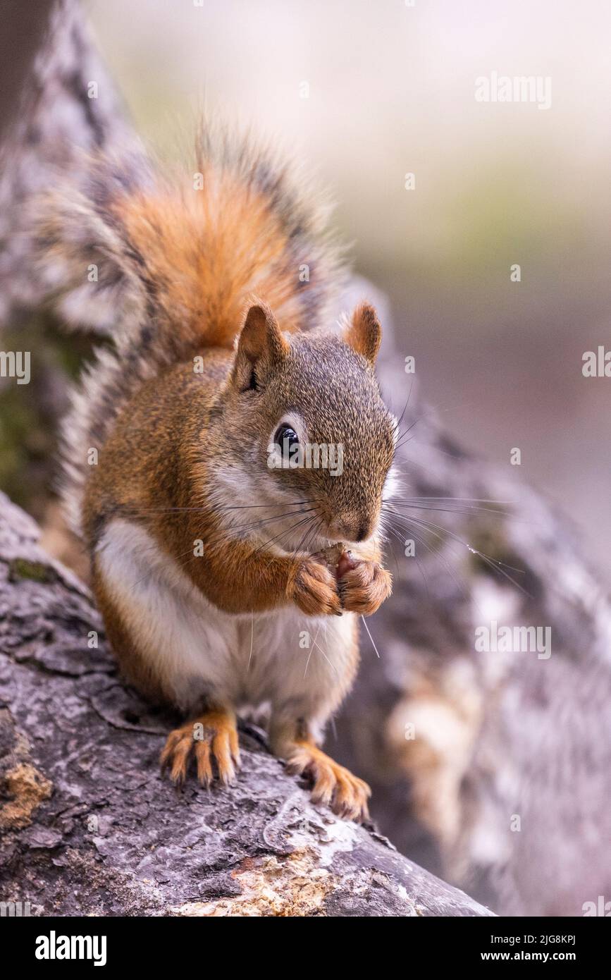 American red squirrel (Tamiasciurus hudsonicus Stock Photo - Alamy