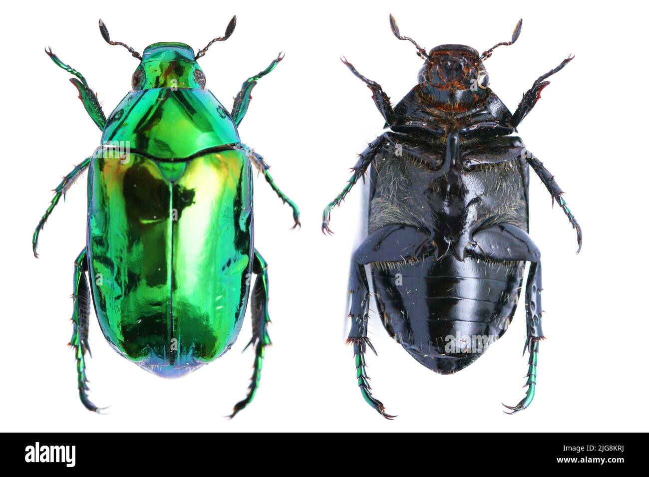 Gold jewel scarab Cut Out Stock Images & Pictures - Alamy