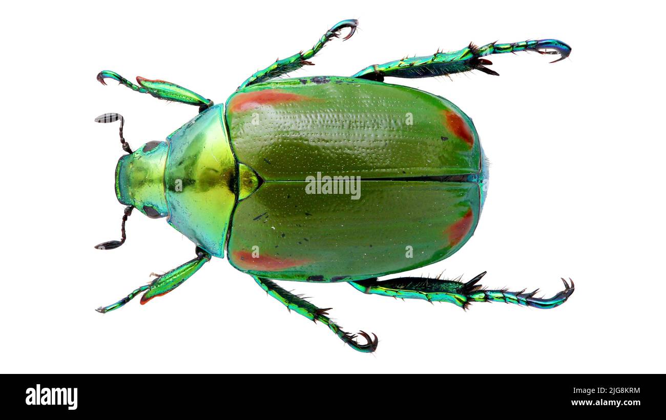 Gold jewel scarab Cut Out Stock Images & Pictures - Alamy