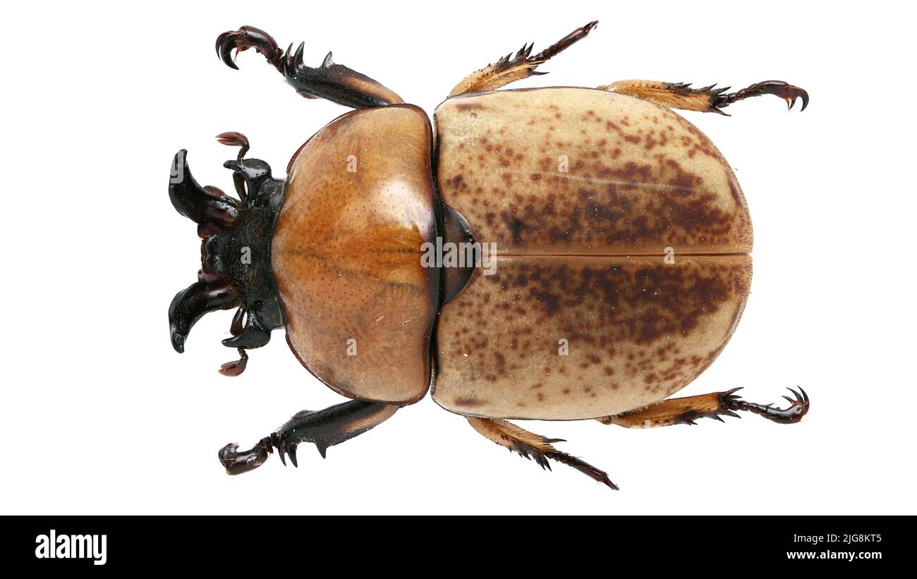 Collection of beautiful jewel scarbs specimen Stock Photo - Alamy