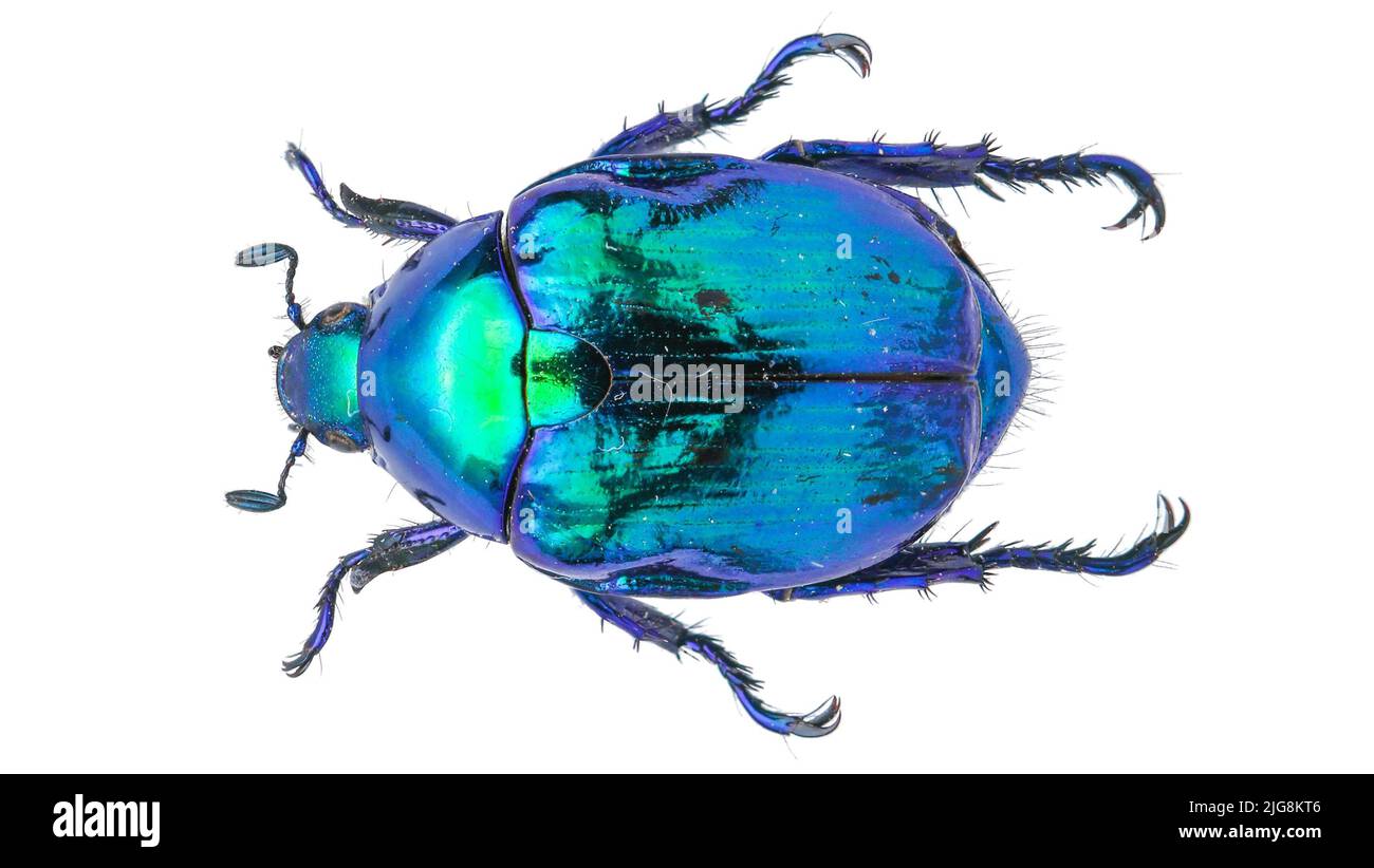 Gold jewel scarab Cut Out Stock Images & Pictures - Alamy