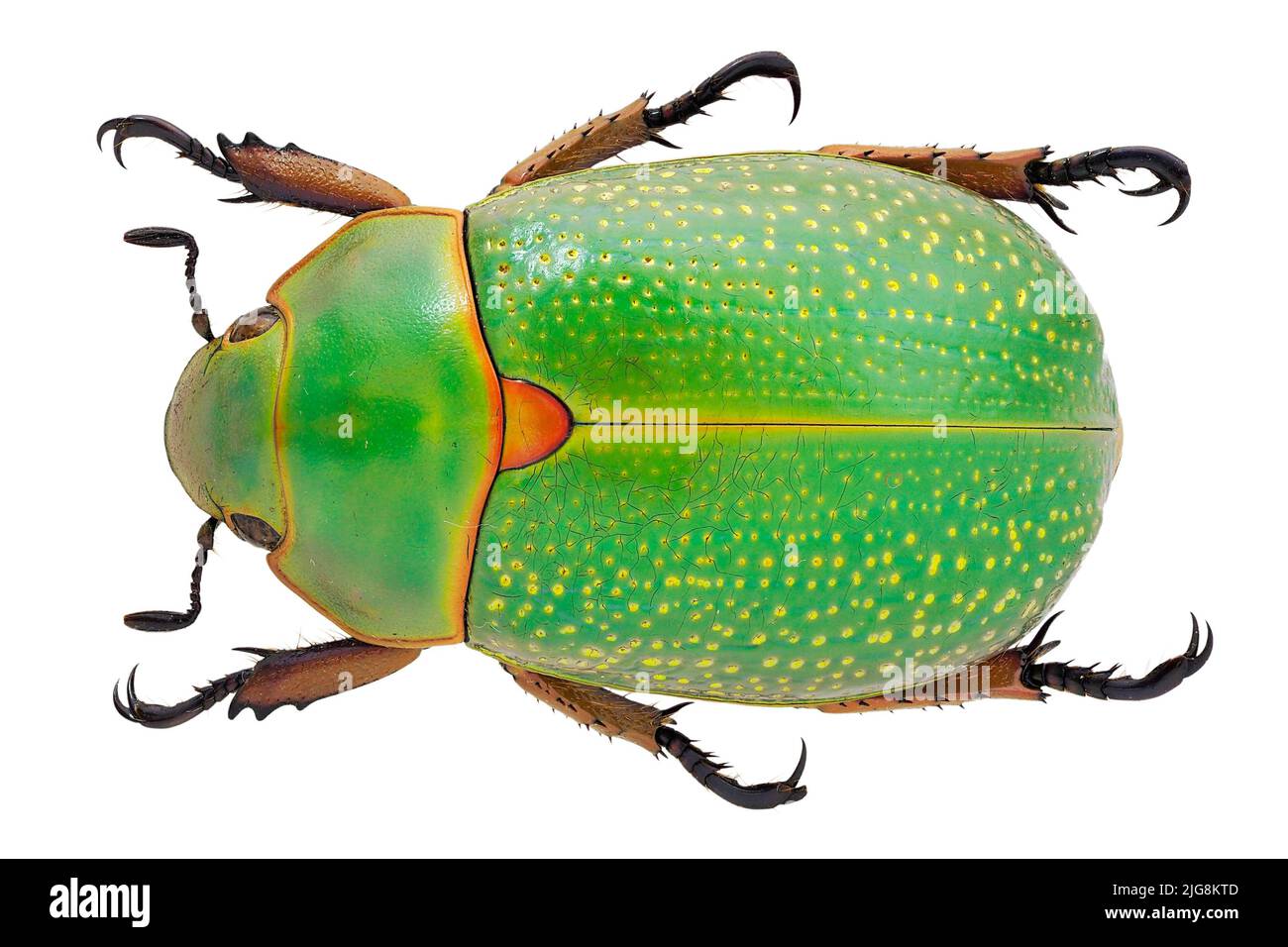 Collection of beautiful jewel scarbs specimen Stock Photo - Alamy