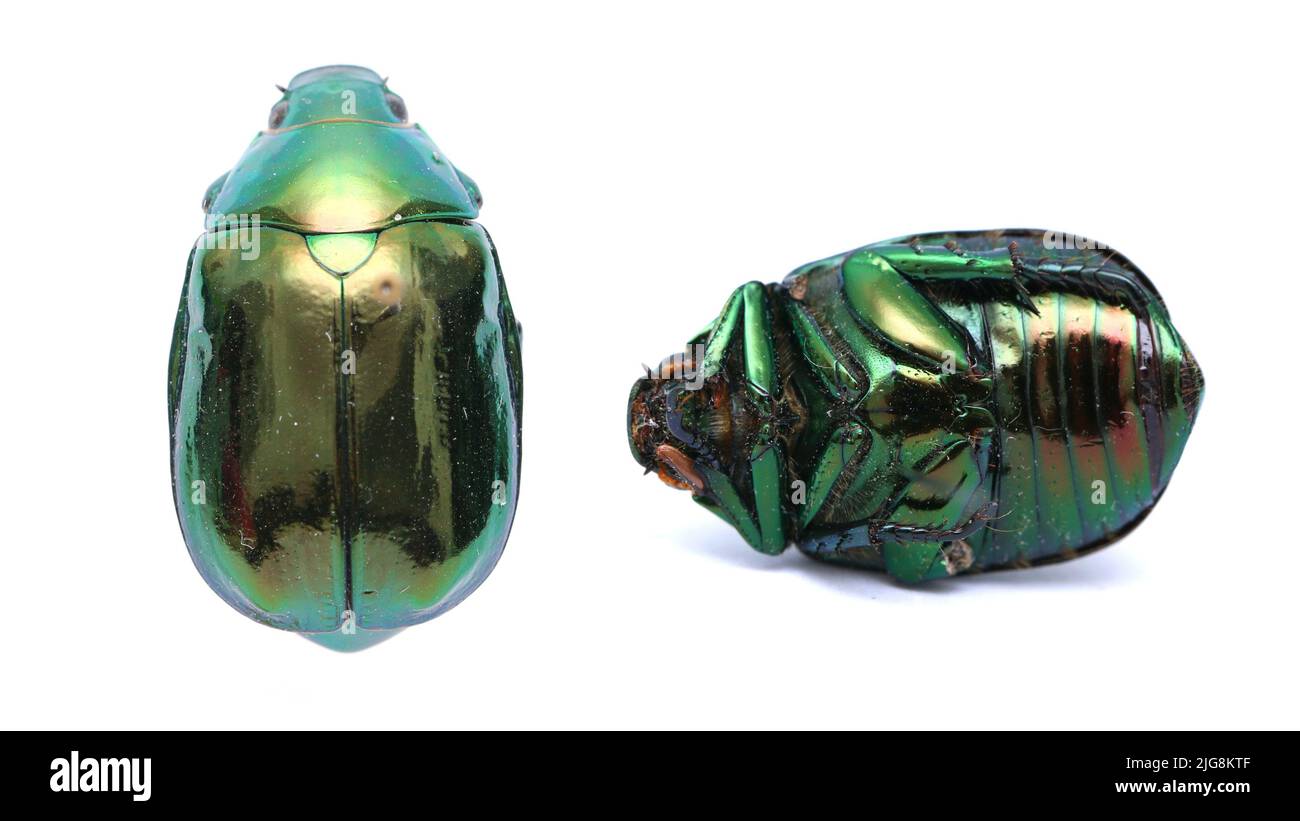 Collection of beautiful jewel scarbs specimen Stock Photo - Alamy