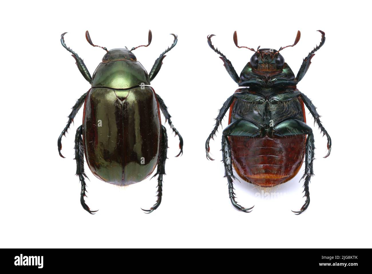 Collection of beautiful jewel scarbs specimen Stock Photo - Alamy