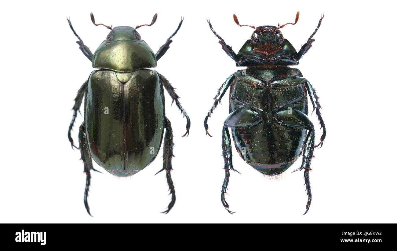 Gold jewel scarab Cut Out Stock Images & Pictures - Alamy