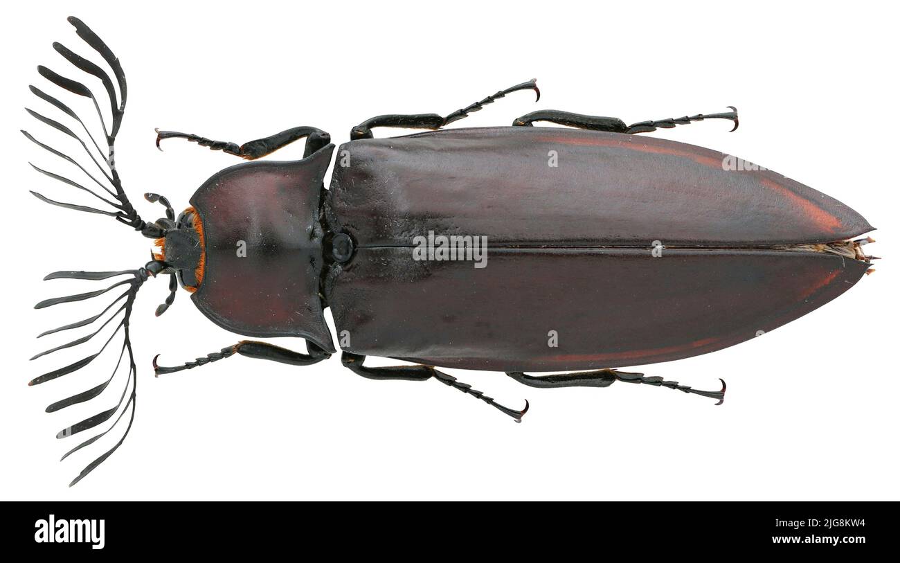 Collection of a beautiful click beetle specimen Stock Photo - Alamy