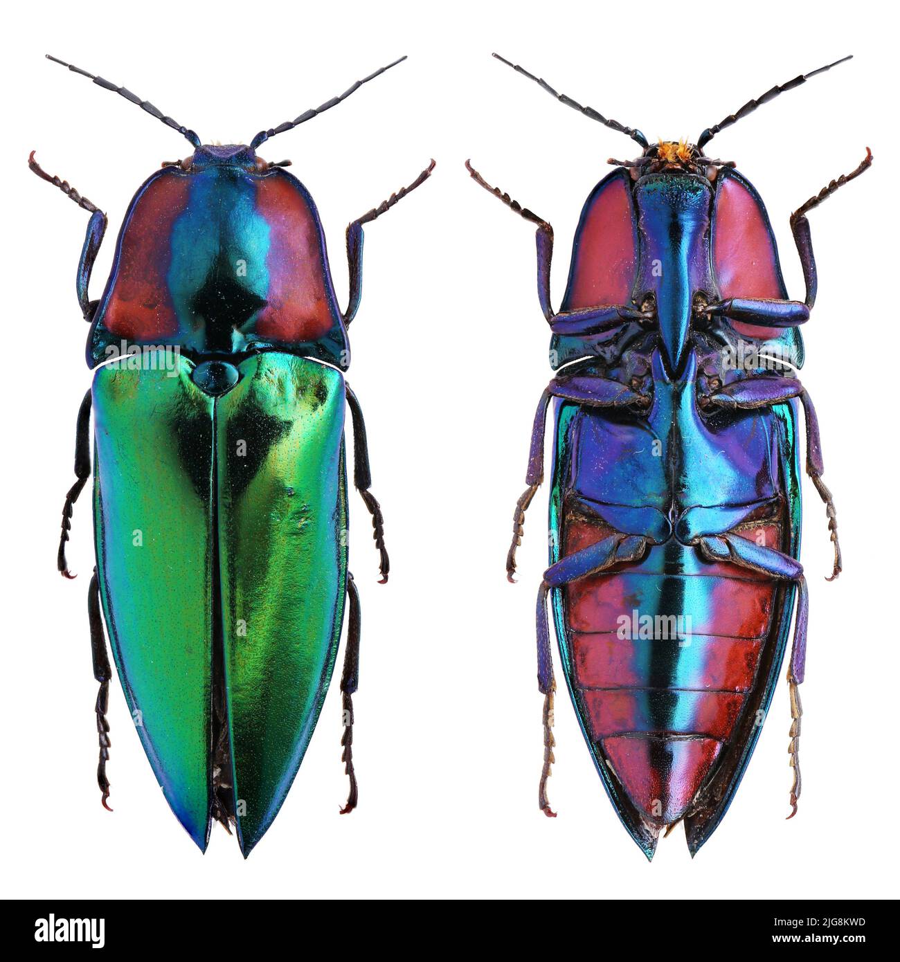 Collection of a beautiful click beetle specimen Stock Photo - Alamy