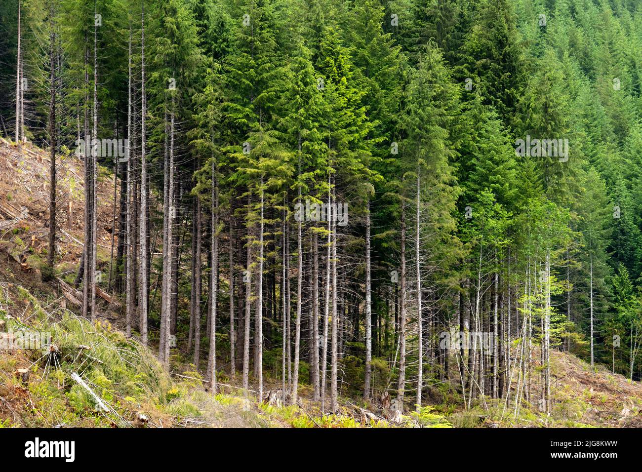 The view of dense foliage of the pine trees in the forest. Caycuse ...