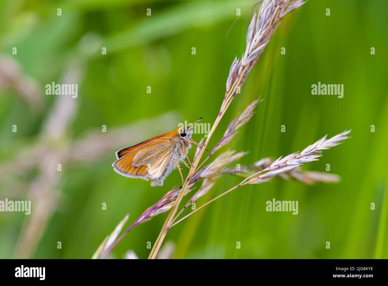 Canadian skipper hi-res stock photography and images - Alamy