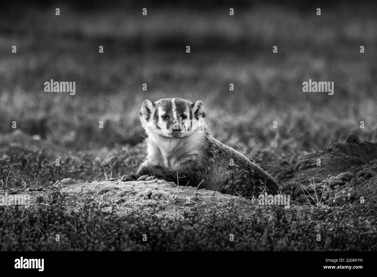 American badger taxidea taxus digging Black and White Stock Photos ...