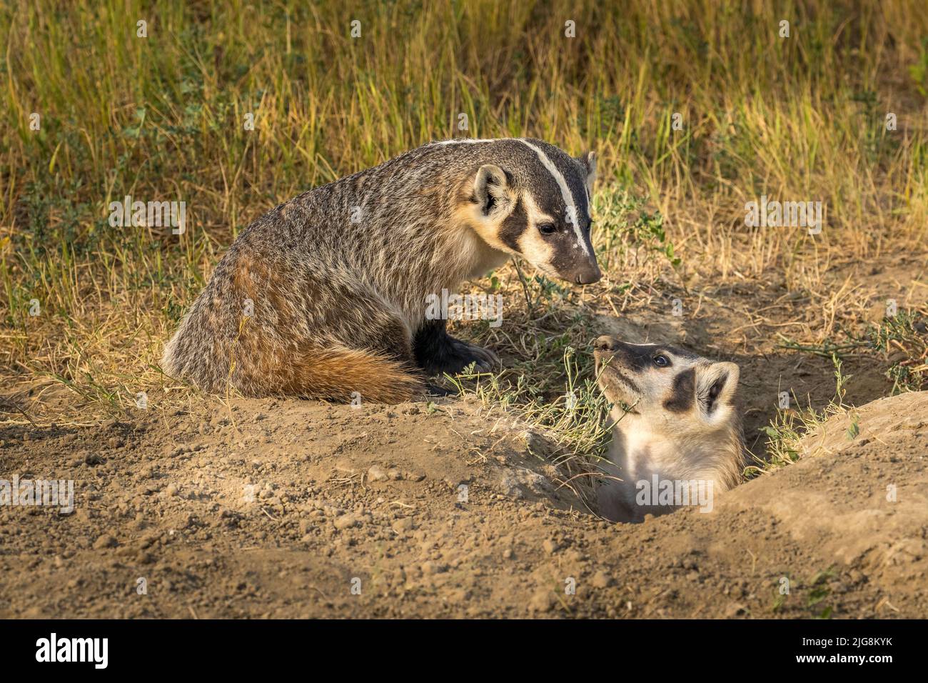 American badger digging hi-res stock photography and images - Alamy