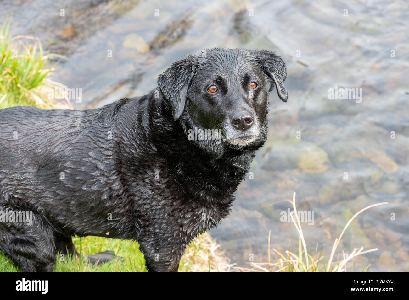 Portrait of a senior black Labrador standing on a riverbank Stock Photo ...
