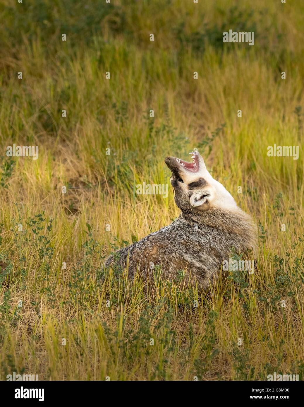 American badger digging hi-res stock photography and images - Alamy