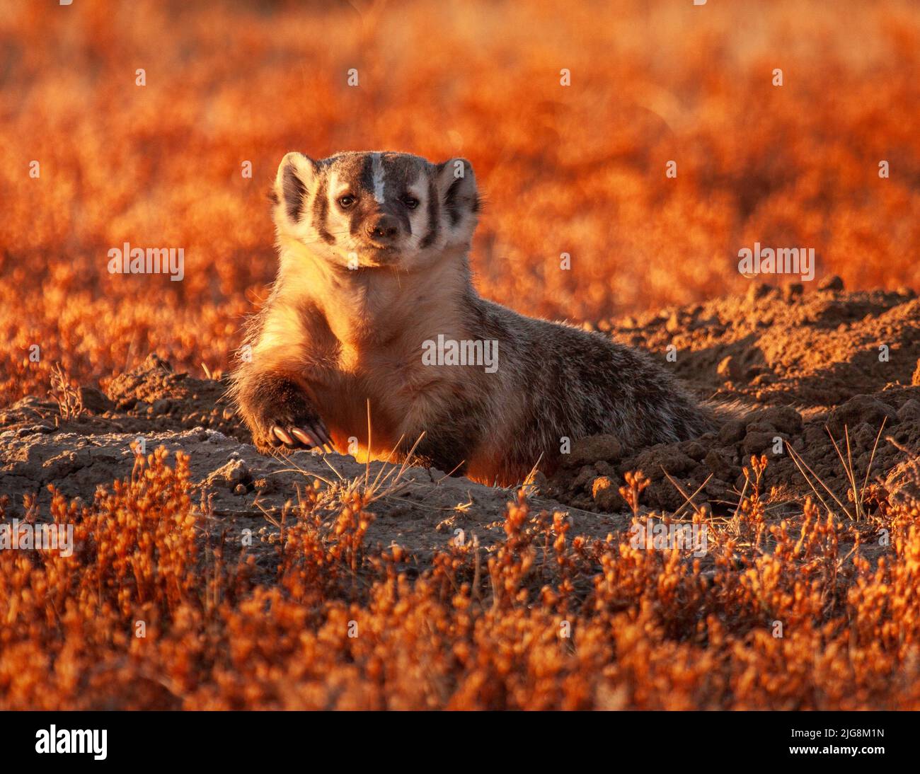 American Badger digging at sunrise Stock Photo - Alamy