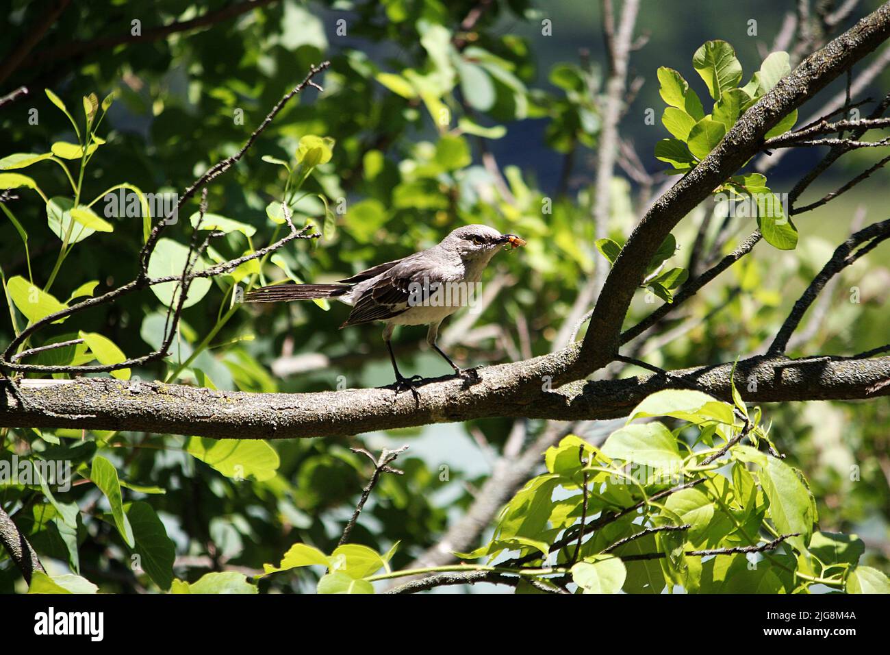 A closeup shot of a Northern mockingbird on a tree Stock Photo - Alamy