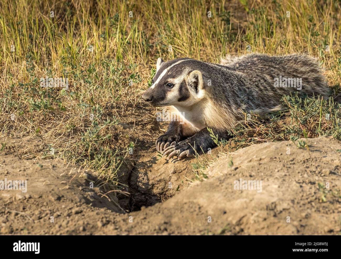Taxidea hi-res stock photography and images - Alamy