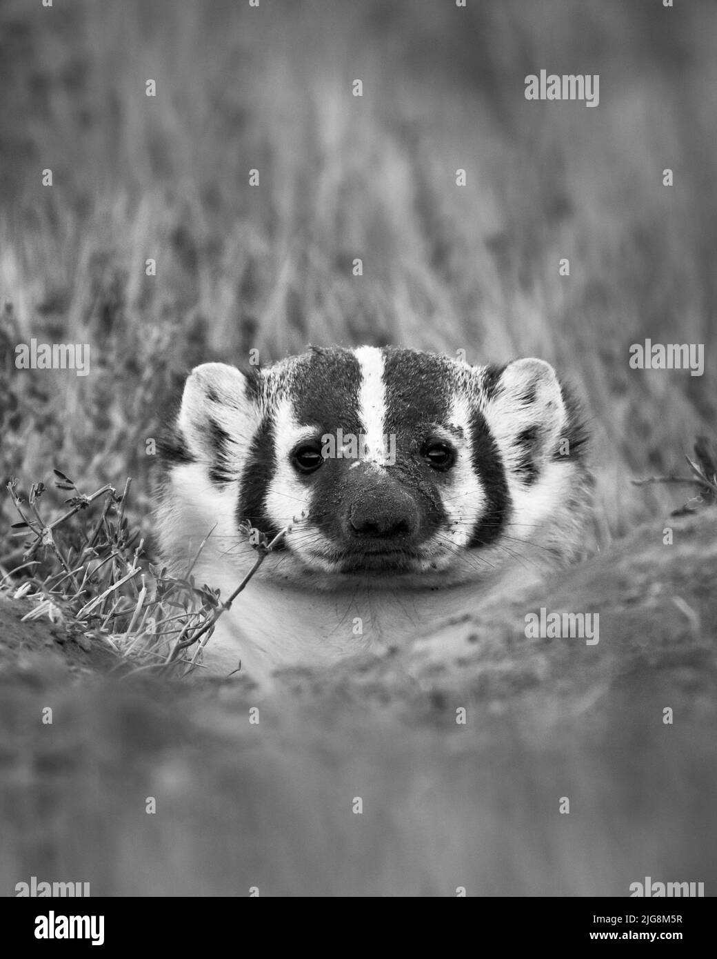 Face view of an American Badger Stock Photo - Alamy