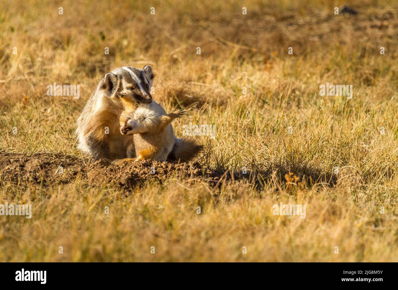 American Badger who just caught a prairie dog Stock Photo - Alamy