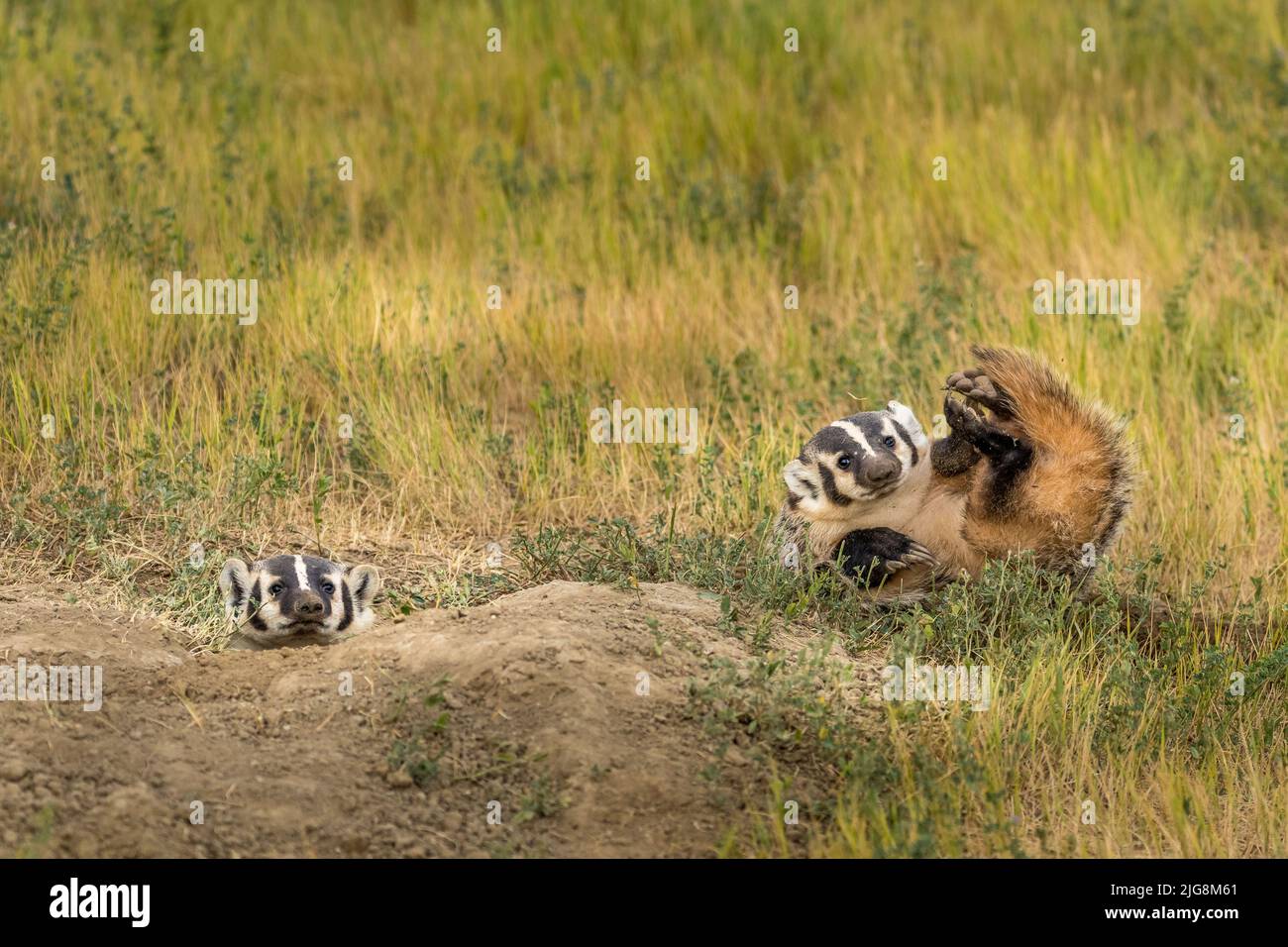 Two American Badgers Stock Photo - Alamy