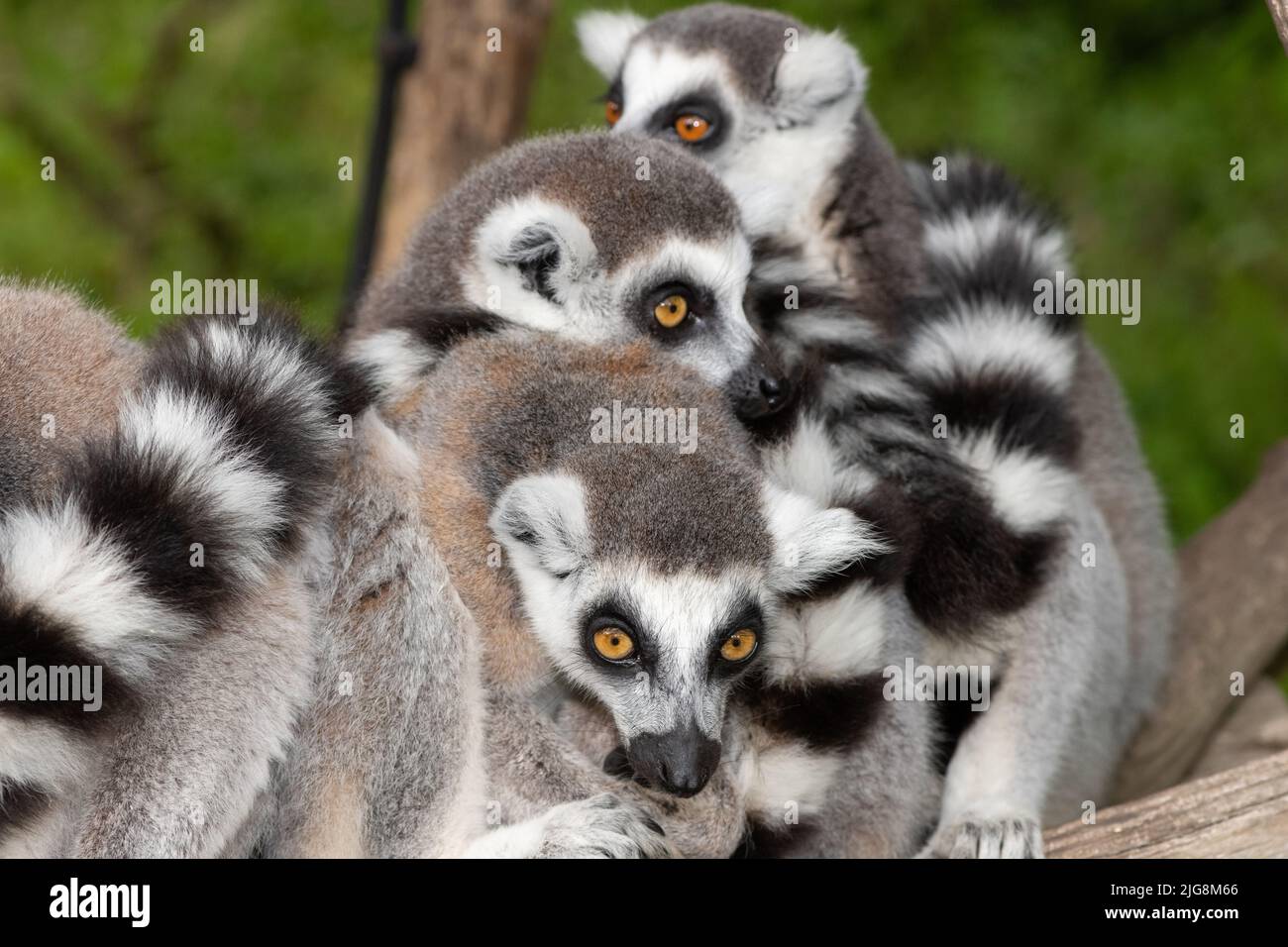 A group of ring tailed lemurs (lemur catta) huddled up together Stock ...
