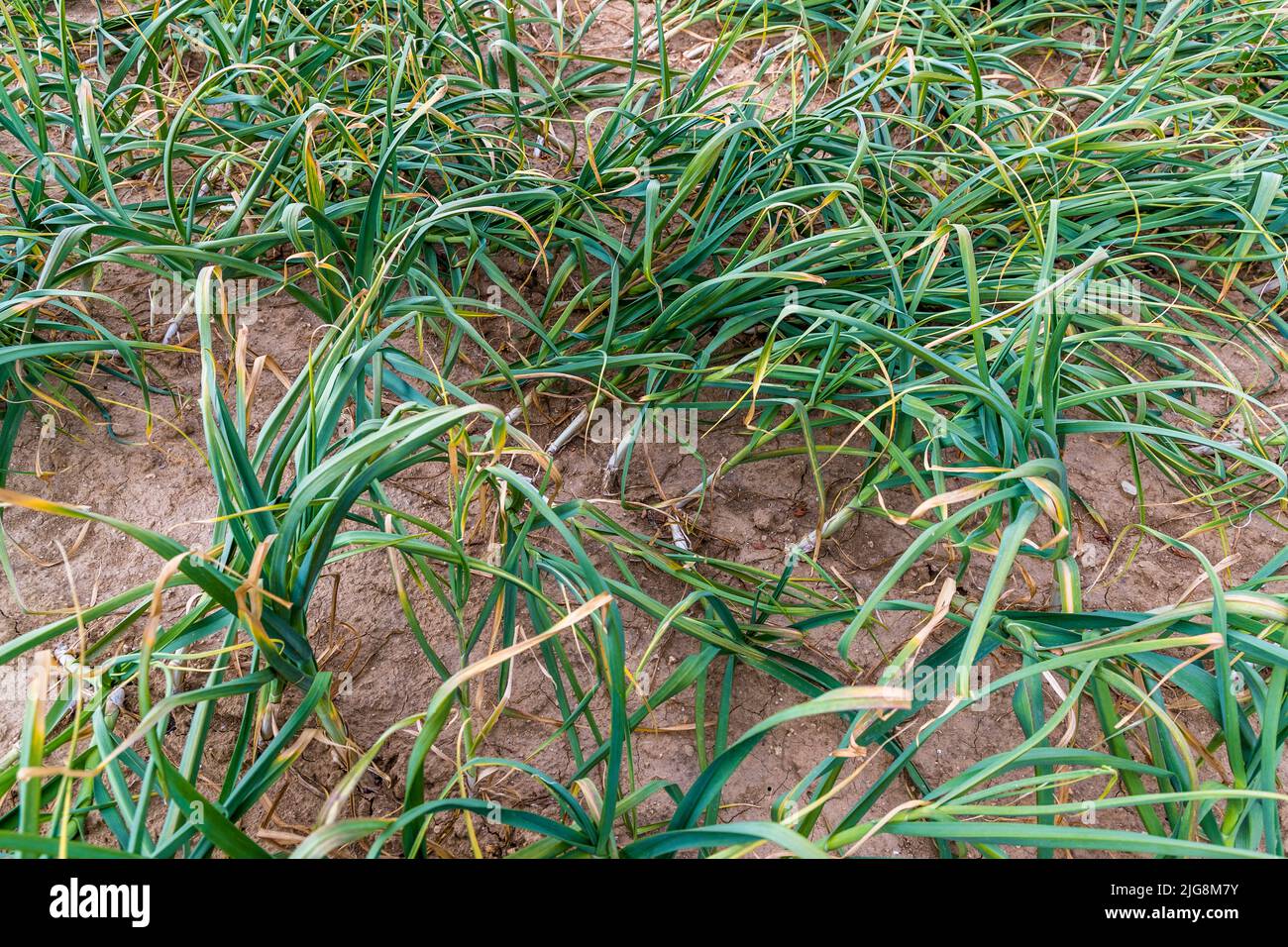 Production of Black Garlic in Die, France Stock Photo - Alamy