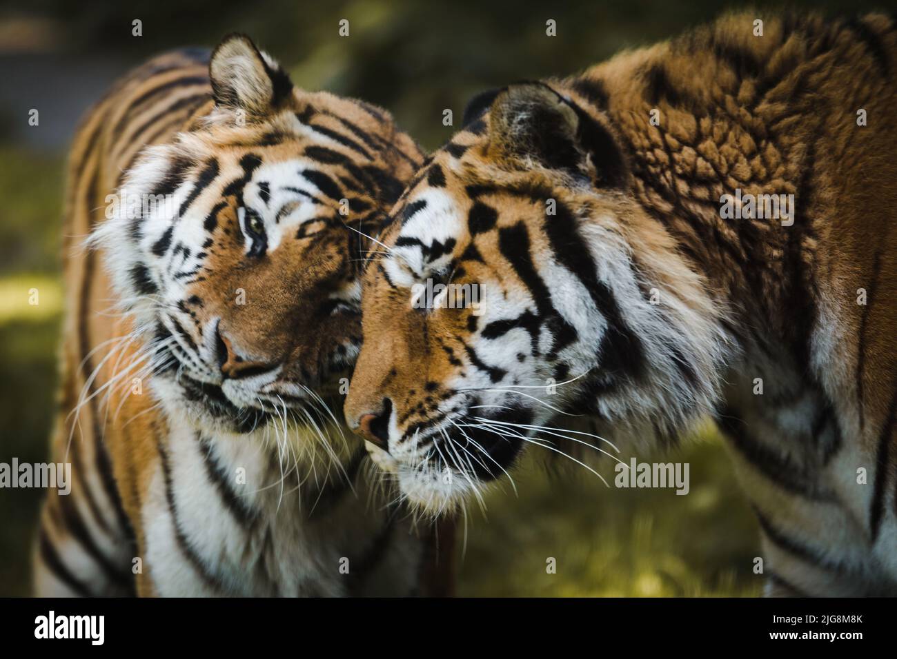 Cuddling tigers hi-res stock photography and images - Alamy