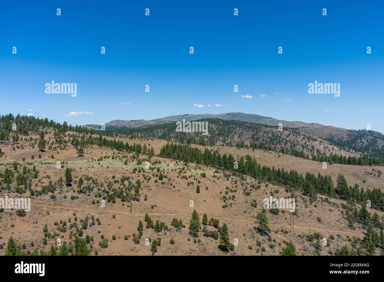 High desert pine trees hi-res stock photography and images - Alamy