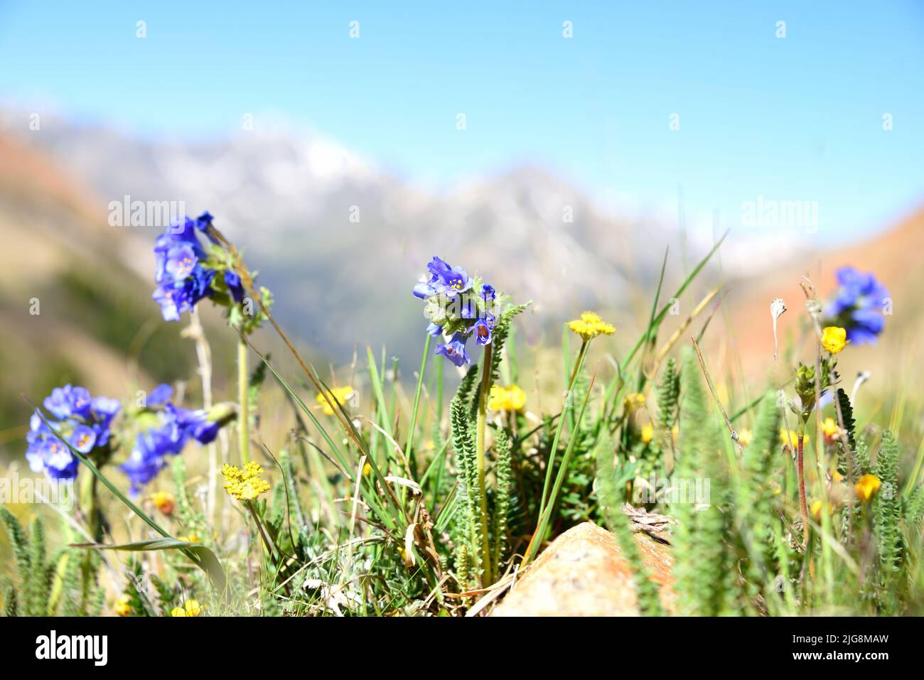 Blue and yellow flowers with mountains Stock Photo - Alamy