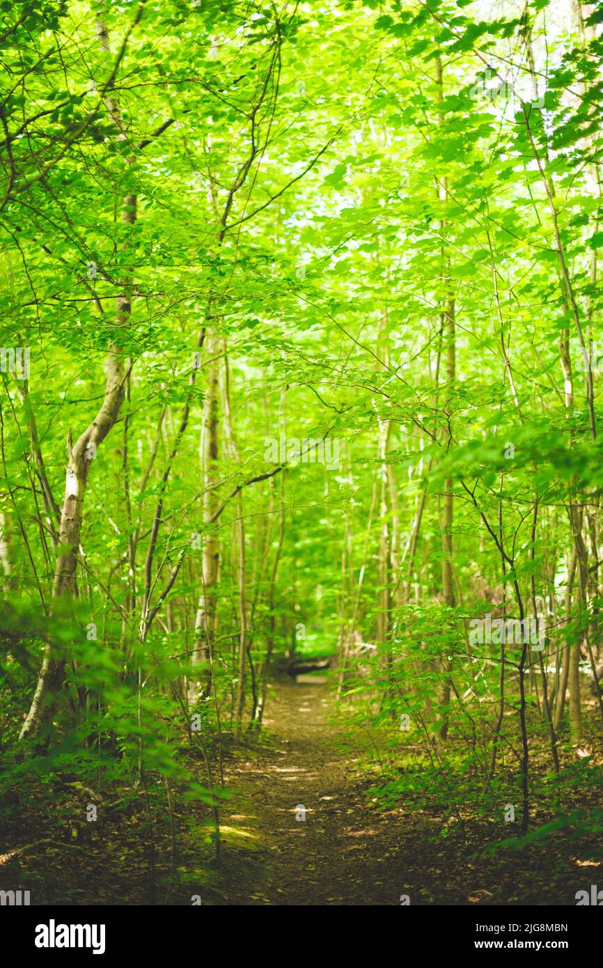 A narrow path through the lush green trees of the forest in Hareskoven ...