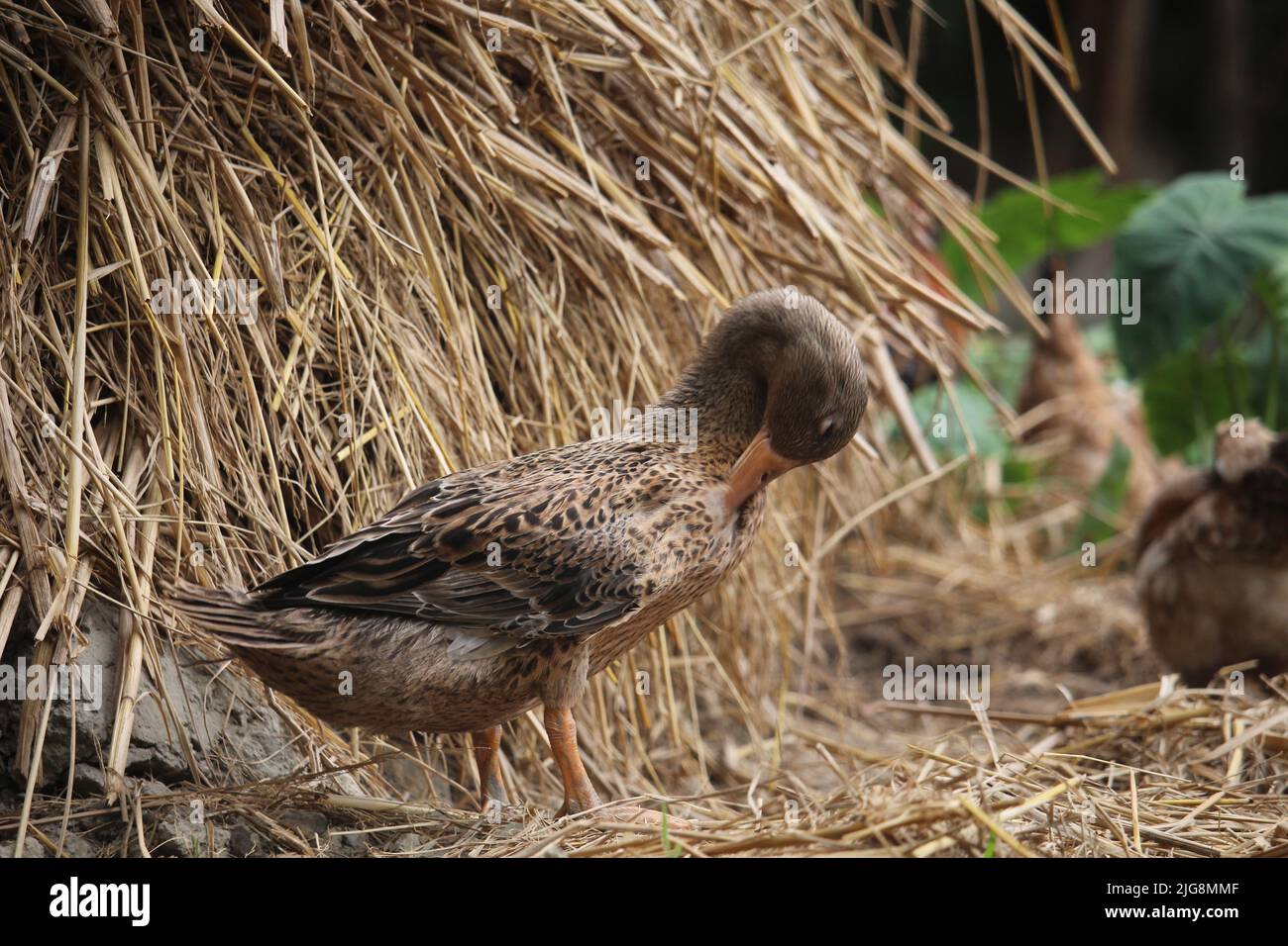 Bengali native duck of different colors Stock Photo - Alamy