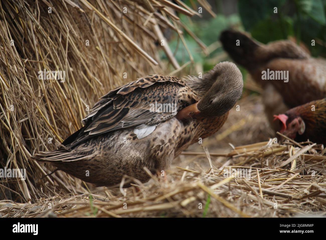 Bengali native duck of different colors Stock Photo - Alamy