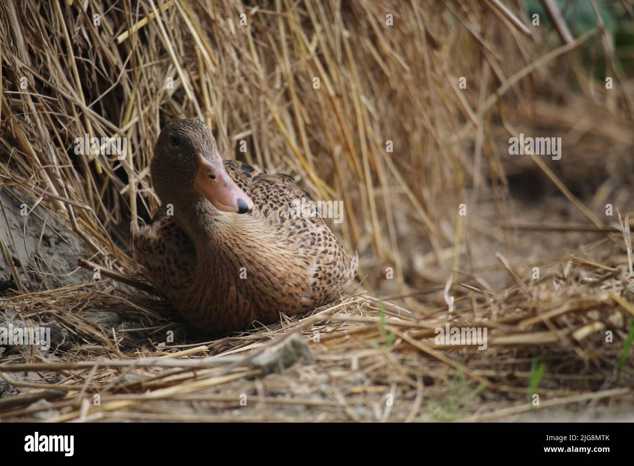 Bengali native duck of different colors Stock Photo - Alamy
