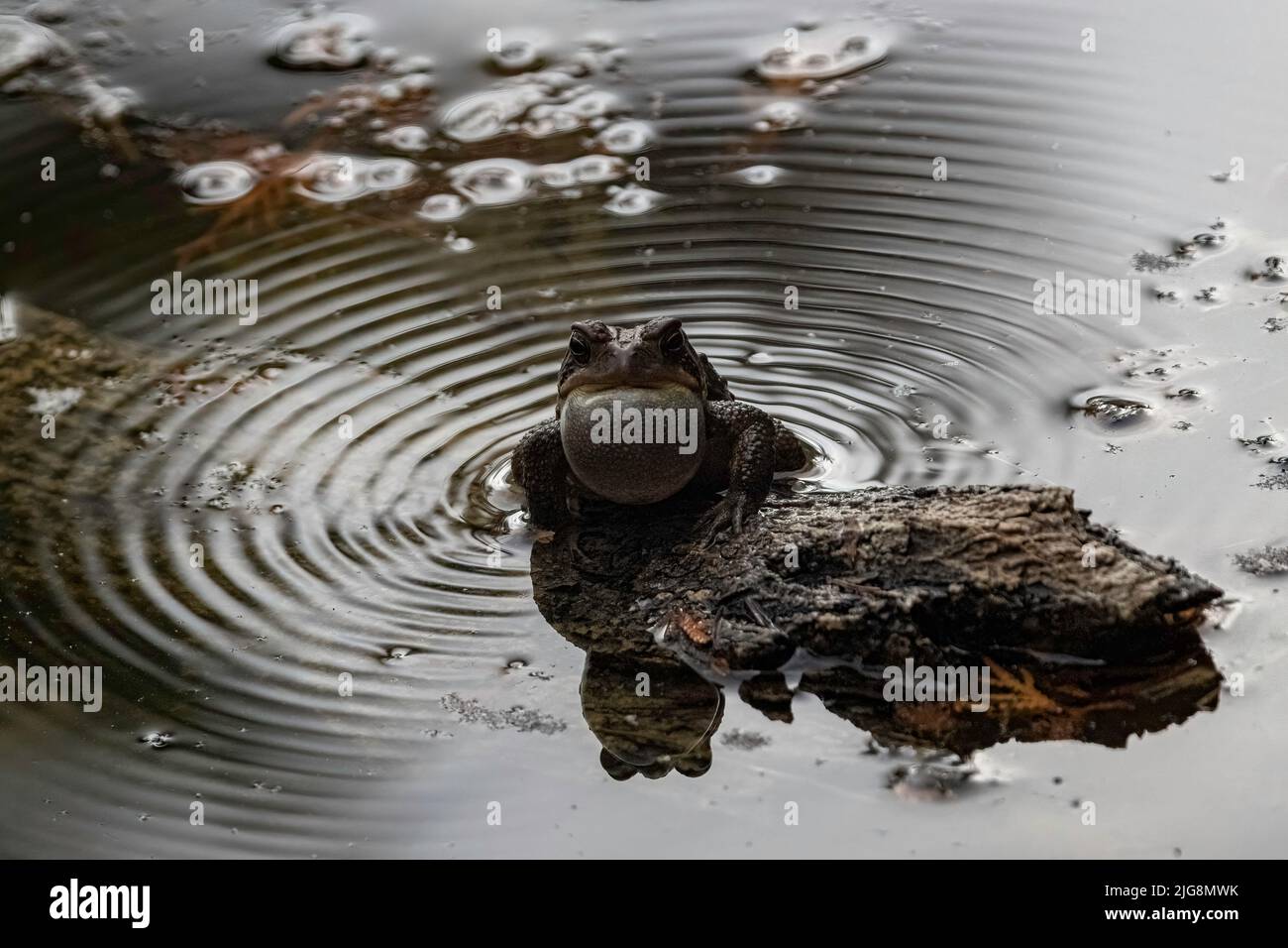 A closeup of poisonous toad-yeah calling male, in the water with huge ...