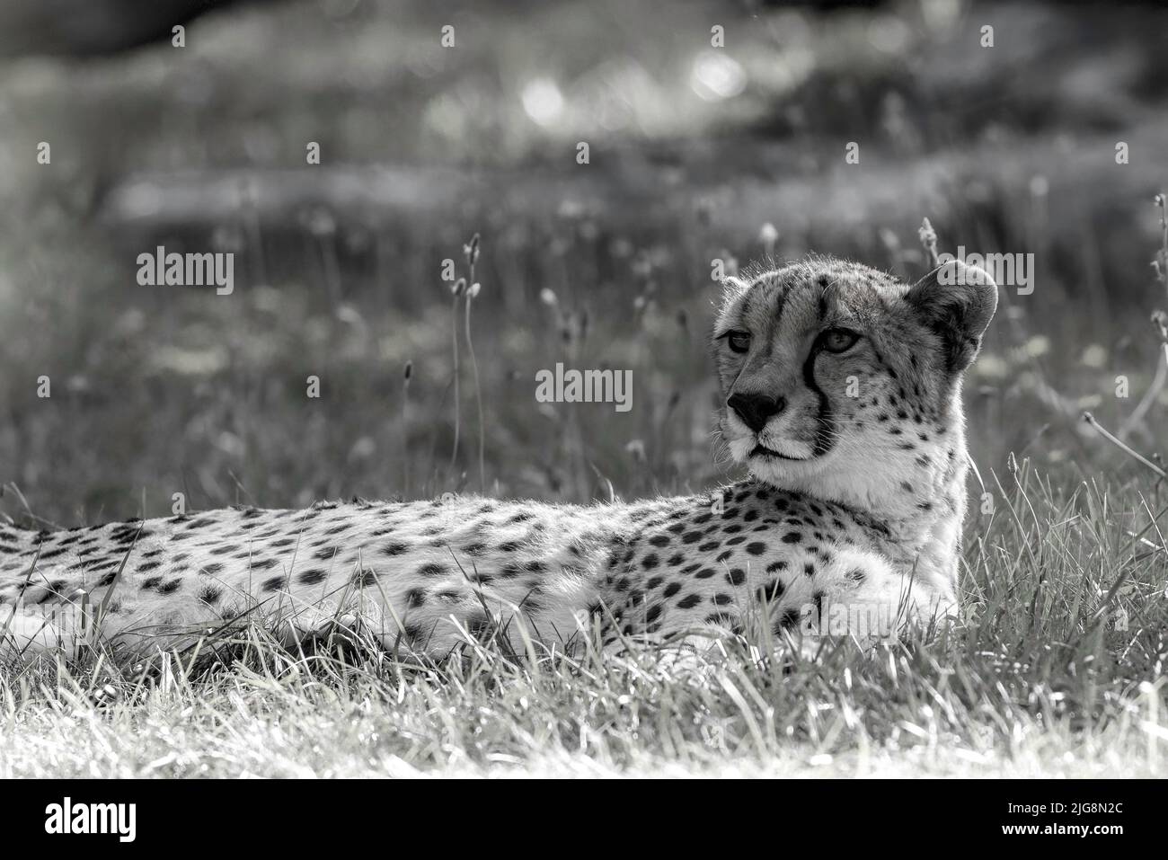 A beautiful cheetah with expressive eyes laying in the middle of field ...