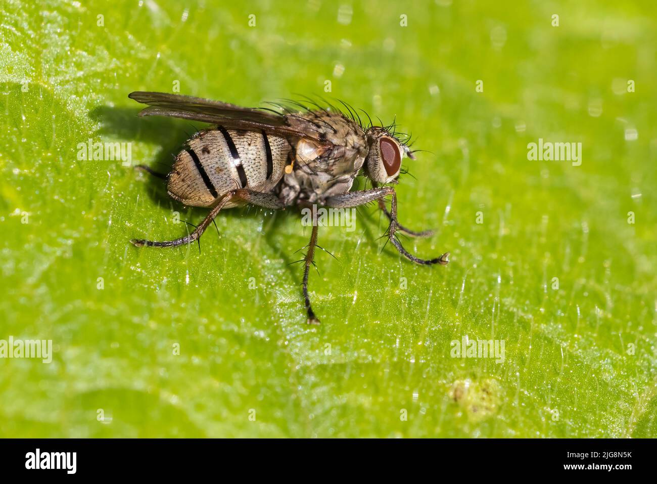 Iuyu hi-res stock photography and images - Alamy